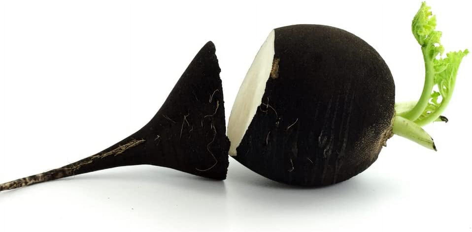 Black Radish Seeds for Planting - 250+ Seeds - Rare Garden Vegetable ...