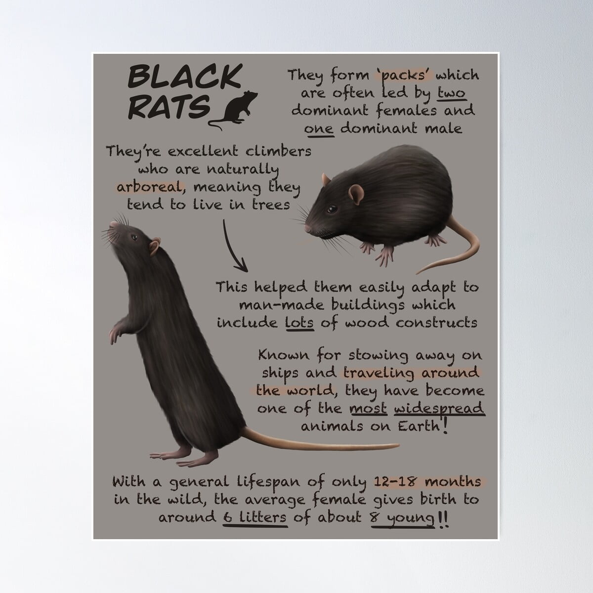 Black Rats Fun Animal Facts Poster Wall Art, Modern Wall Decor For ...