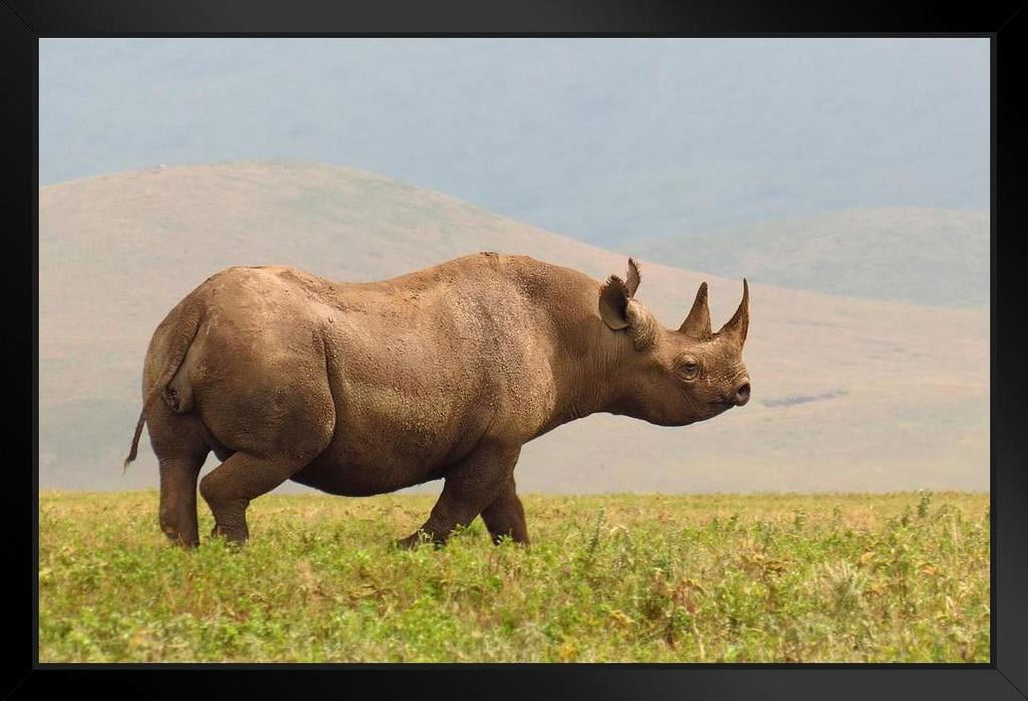 Black Rhinoceros Rhino on Savannas of Ngorongoro Conservation Area ...