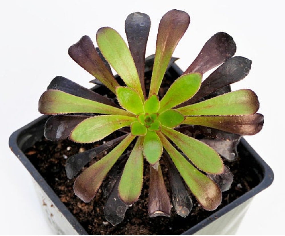 Black Rose Tree - Aeonium arboreum 'Zwartkop' -RARE- Collector's Series ...