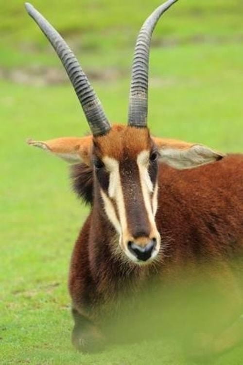 Black Sable Antelope Journal: 150 Page Lined Notebook/Diary - Walmart.com