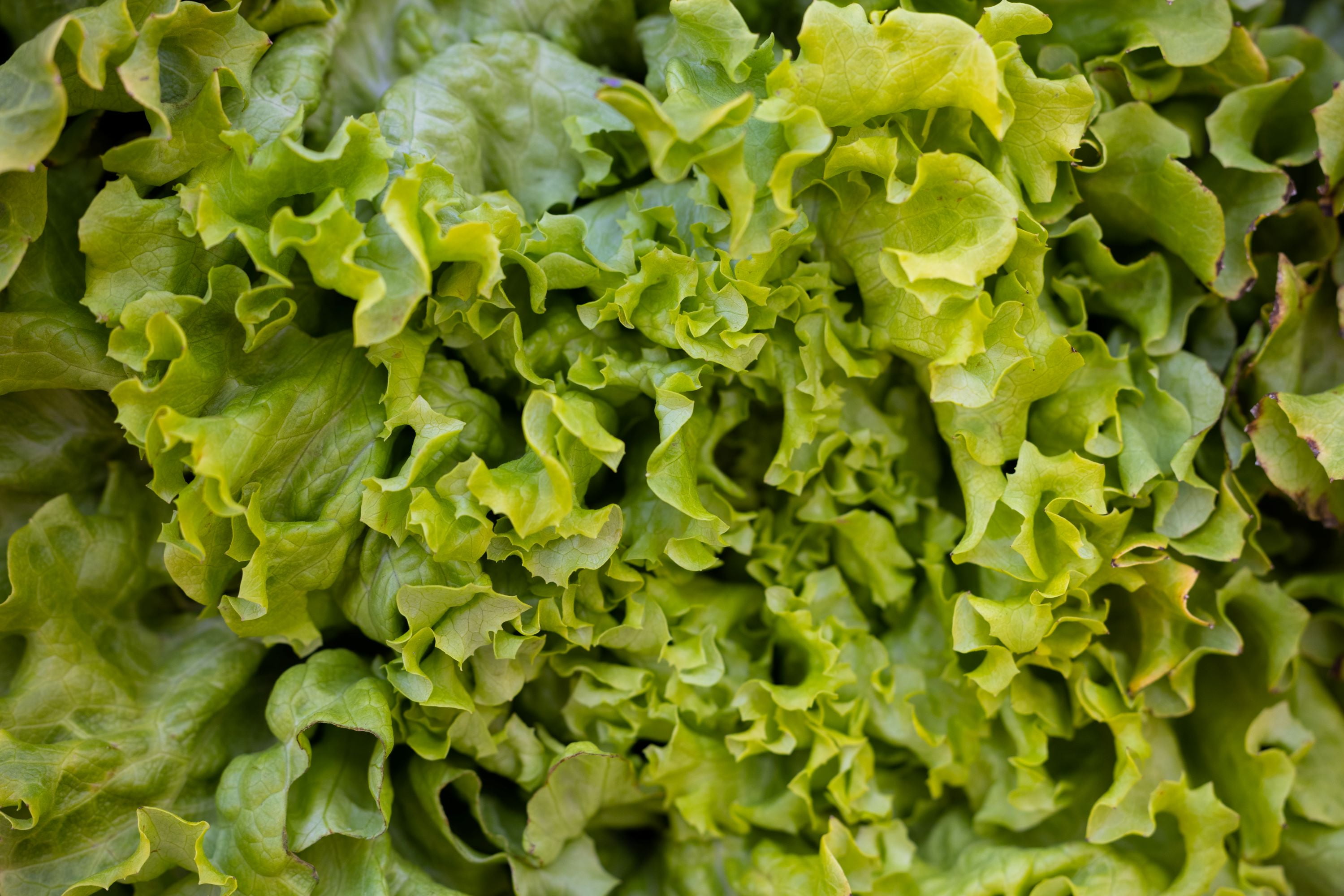 Black Seeded Simpson Lettuce Seeds/Annual/Full Sun/112K Seeds 1/4lb ...
