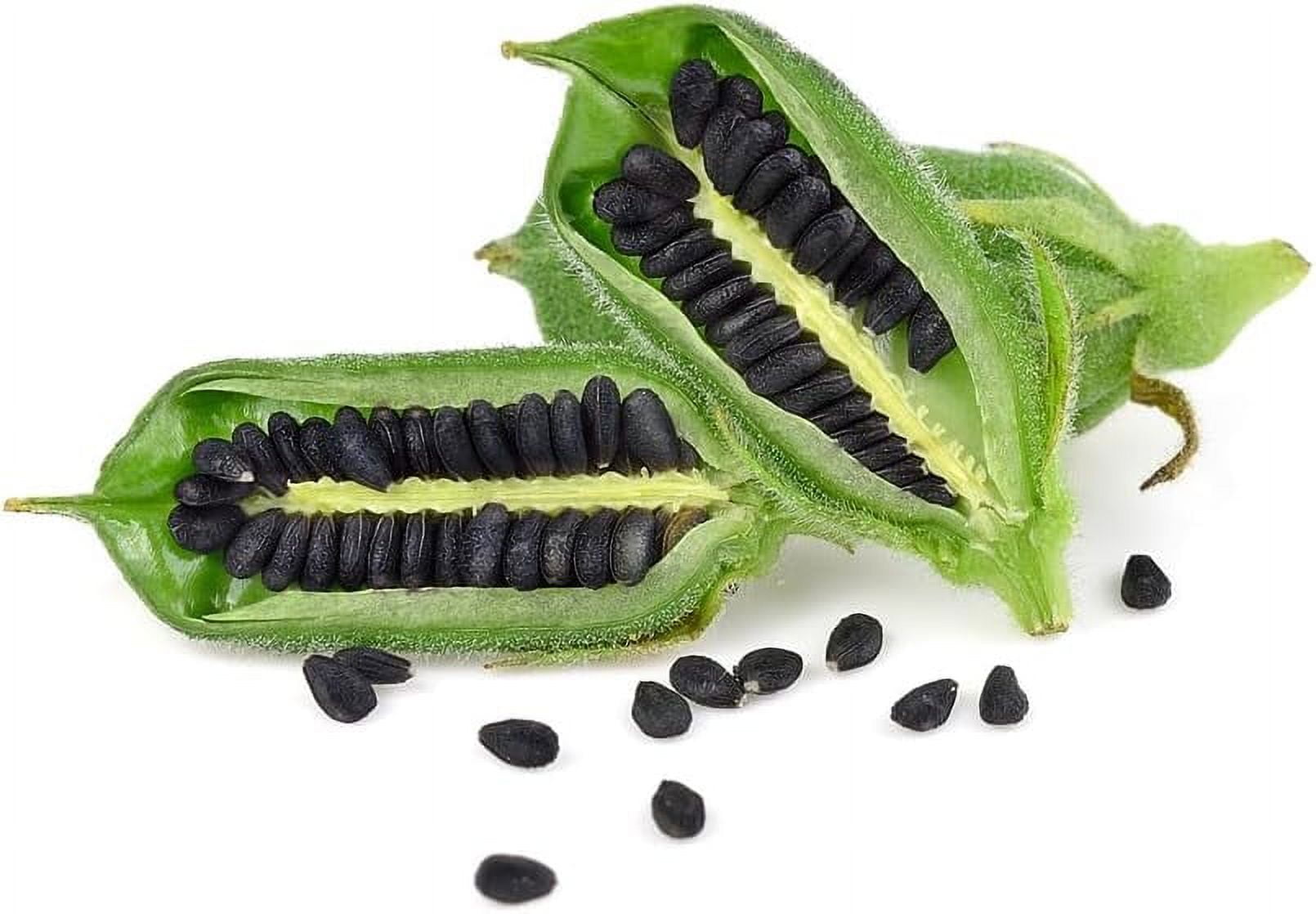 CZ Grain 500 Kurogoma Black Sesame Plant Seeds, Heirloom, Non-GMO ...