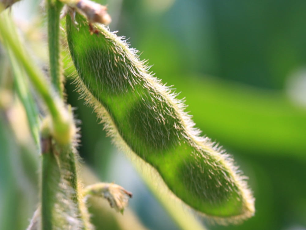 Black Soybean Seeds - 200+ Seeds High Protein, Non-GMO - Grow Your Own ...