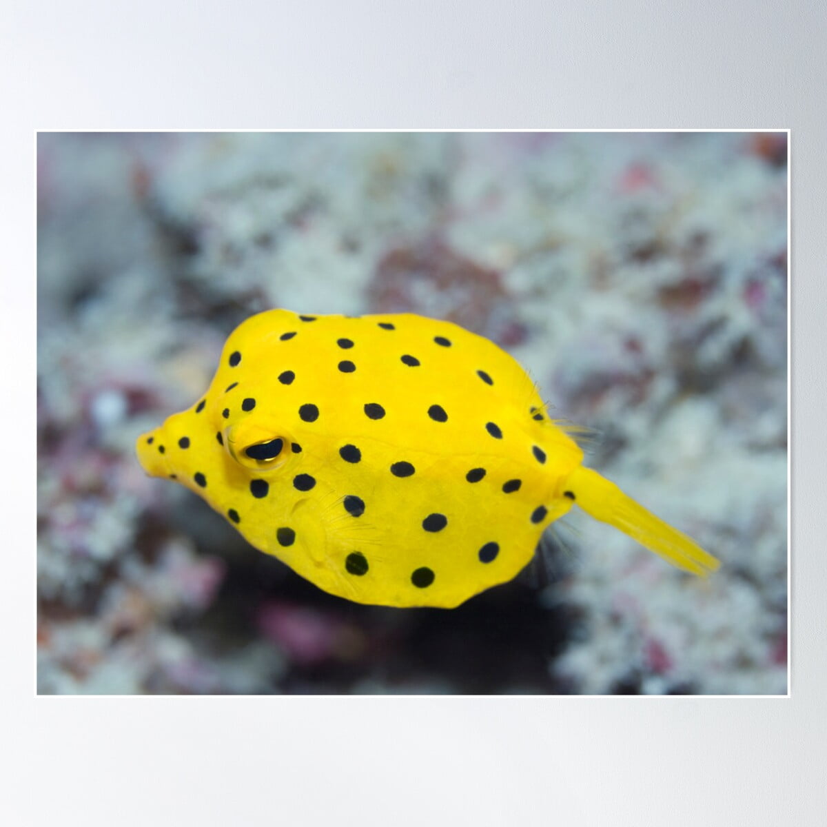Black-Spotted Boxfish Poster Wall Art, Modern Wall Decor For Living ...