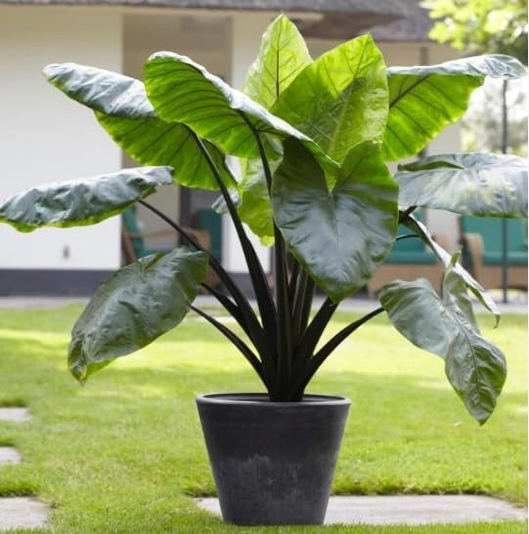 Black Stem Elephant Ear Bulbs for Planting - Grow Stunning Black ...