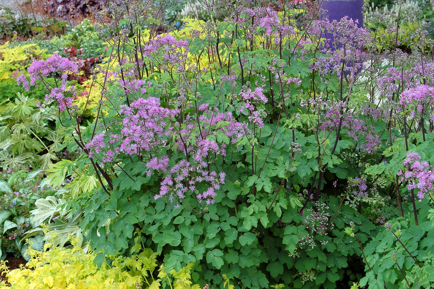 Black Stockings Meadow Rue Perennial Plant - Thalictrum - SHADE ...