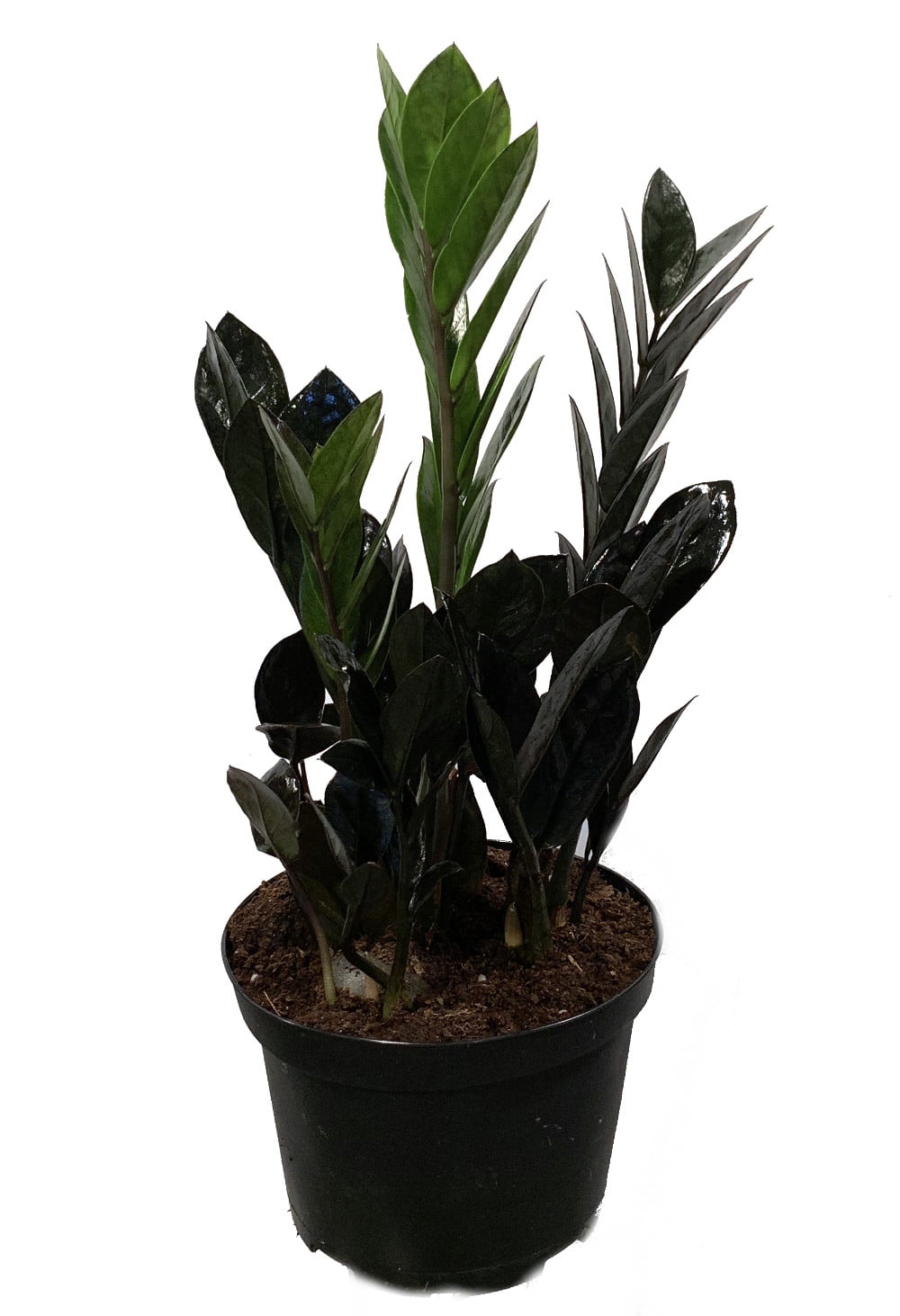 Black Super Nova ZZ Plant - Zamioculcas - Small, Live Indoor Houseplant ...