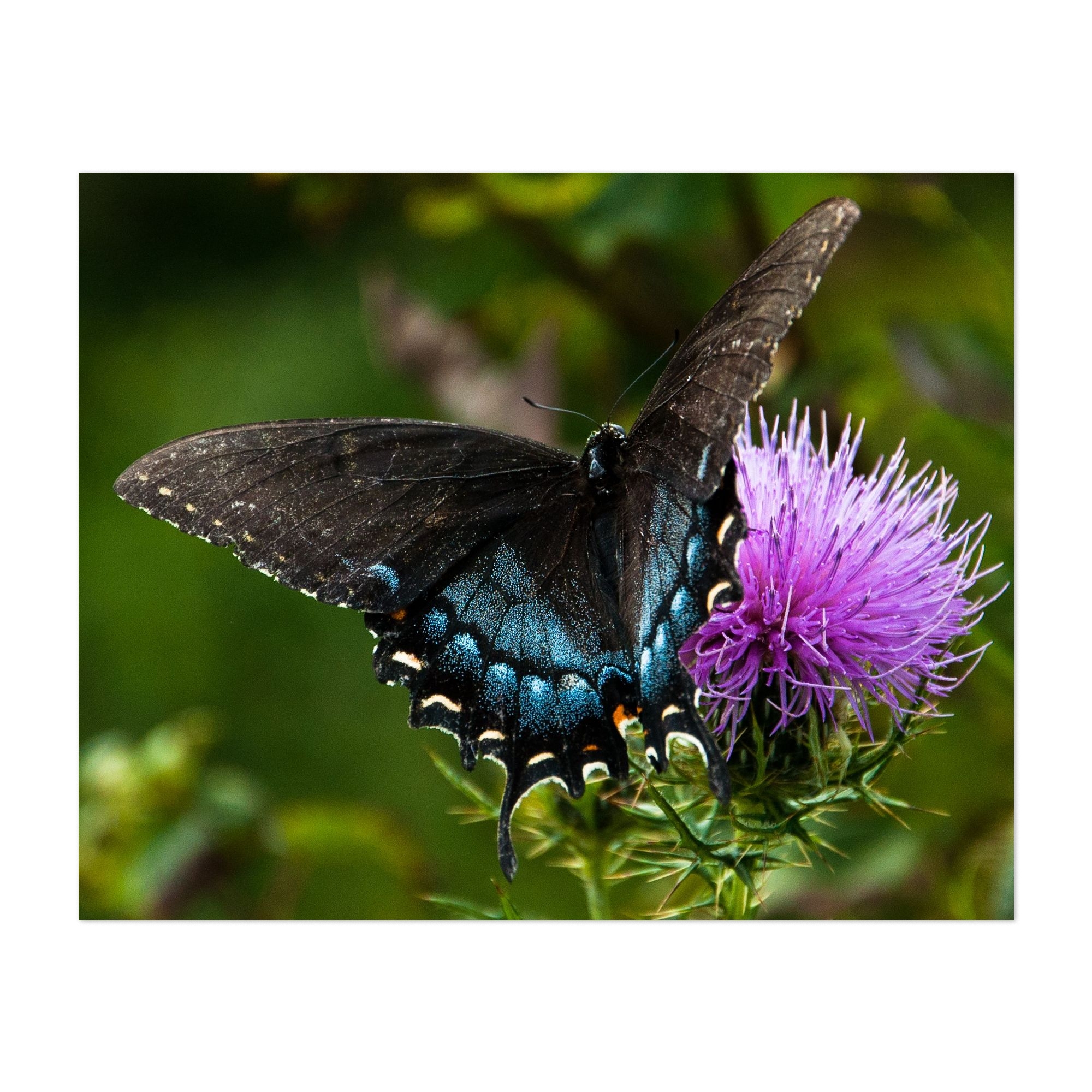 Black Swallowtail Butterfly on Thistle - Virginia Photography Butterfly ...