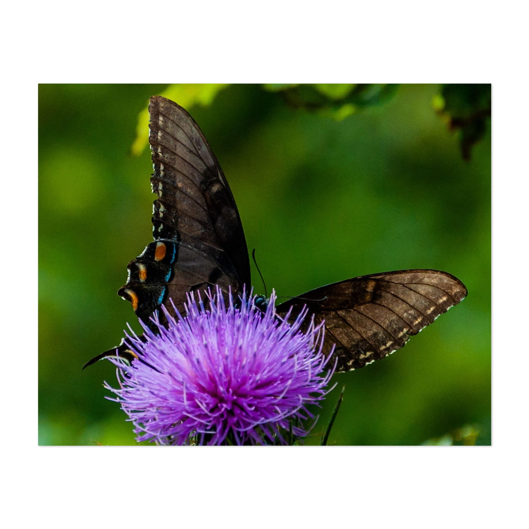 Black Swallowtail Butterfly on Thistle - Virginia Photography Butterfly ...