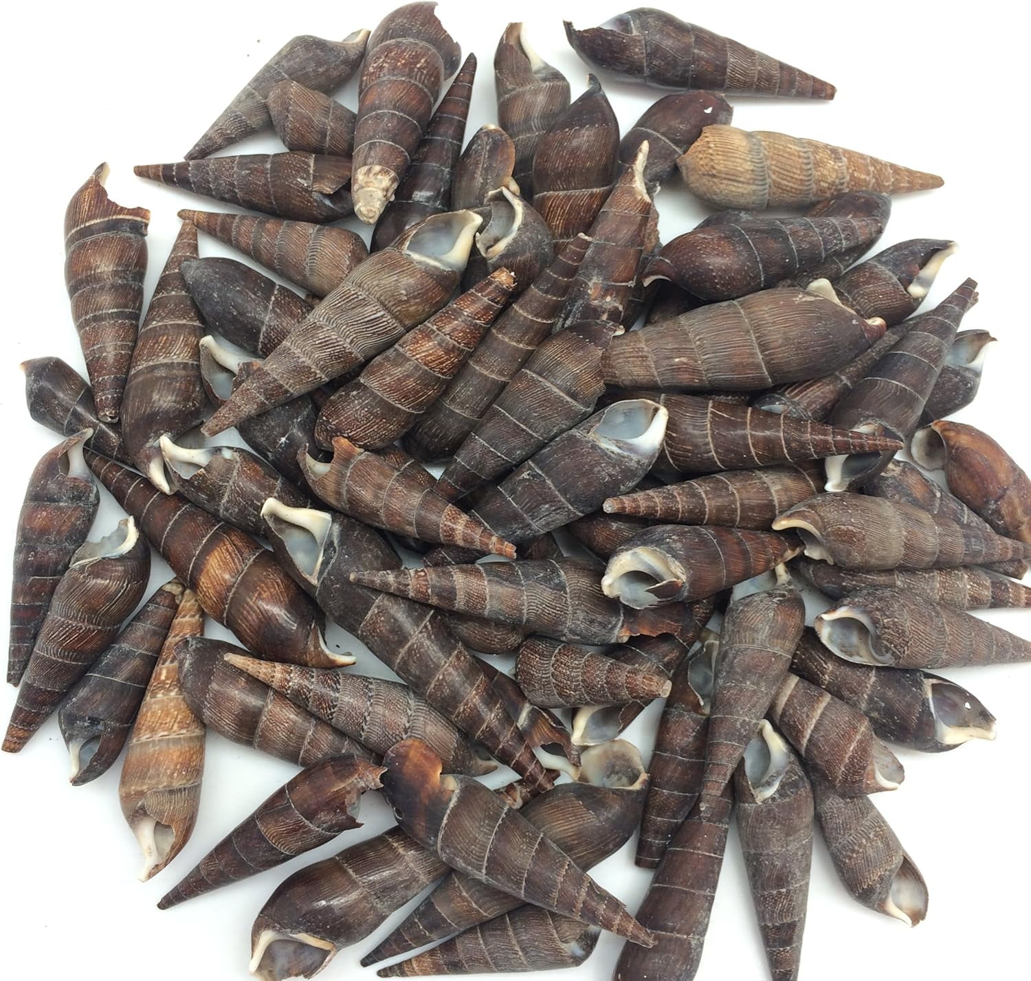 Black Terebra Sea Shells, 8 OZ Approx. 65+PC Shells, 1-1/4 Inch ~ 2-1/4 ...