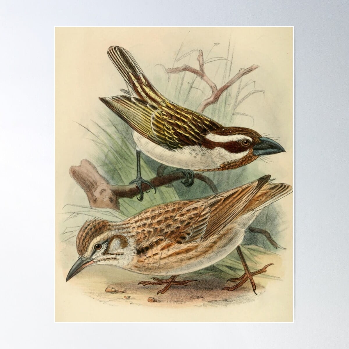 Black-Throated Barbet And Short-Tailed Lark Poster Wall Art, Modern ...