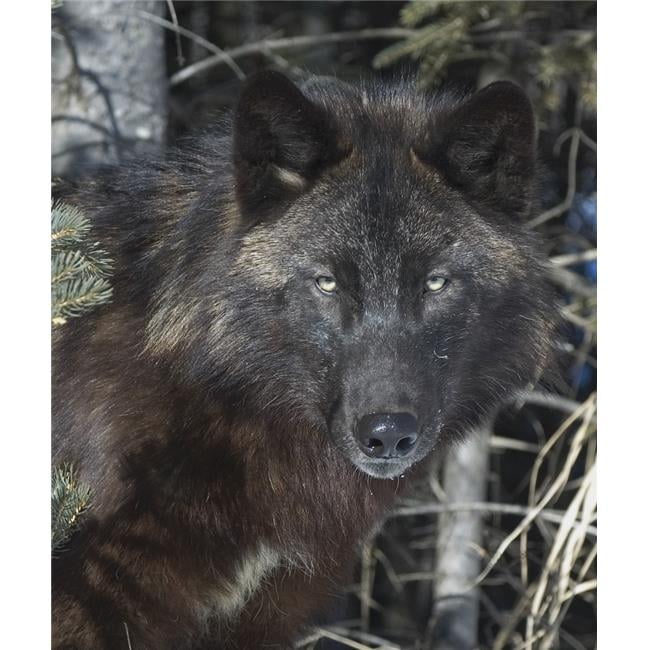 Black Timber Wolf Poster Print by John Pitcher - 13 x 15 - Walmart.com