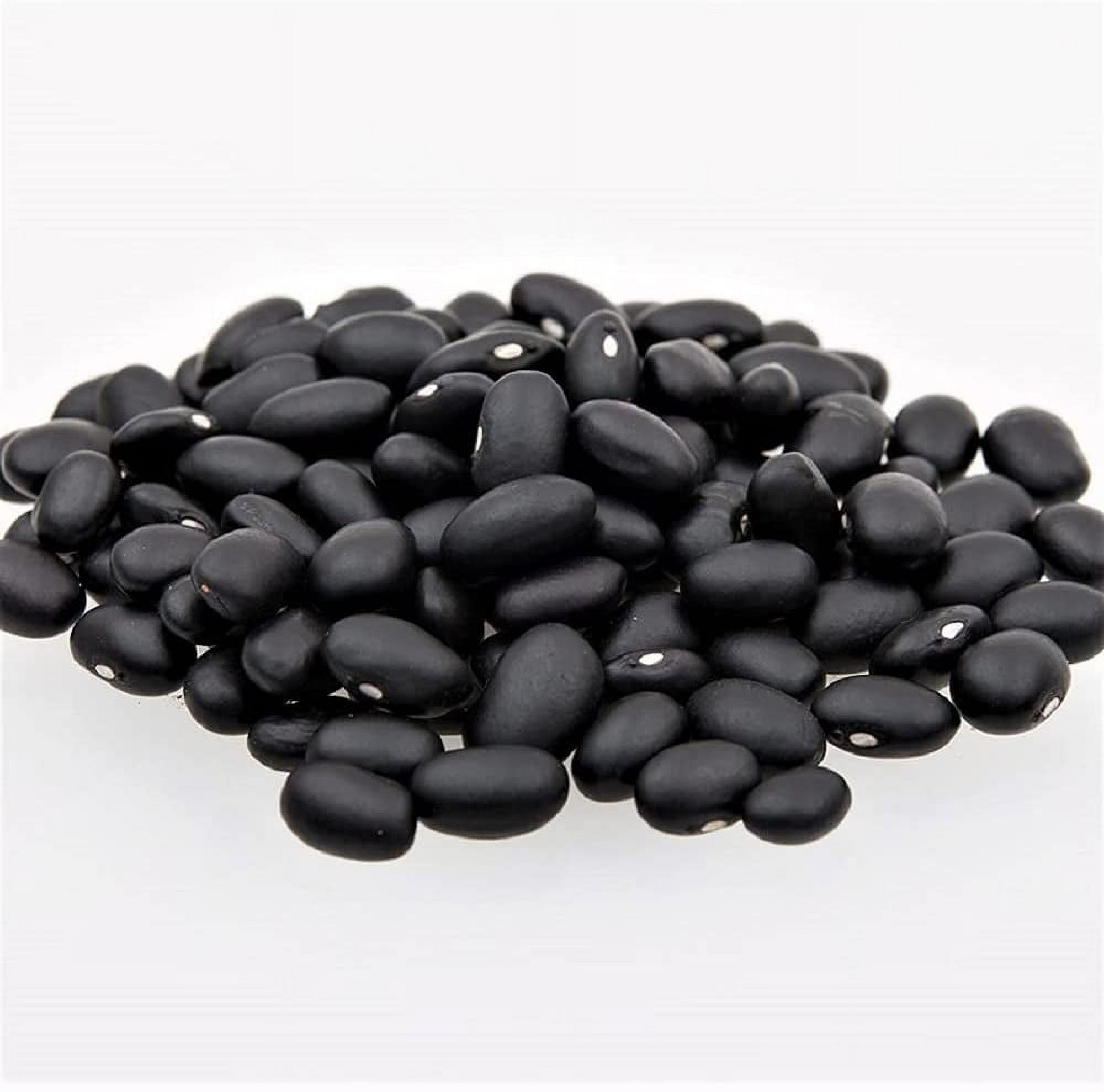 Black Turtle Bush Bean Seeds - 100 Count Seed Pack - Superbly Tasty and ...