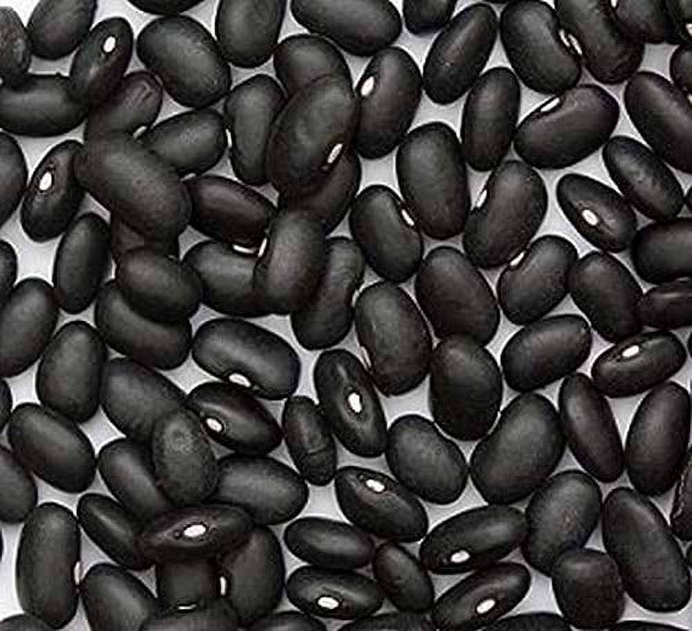 Black Turtle Heirloom Bush Bean - Hardy Plants Grow to 18-24" -Very ...