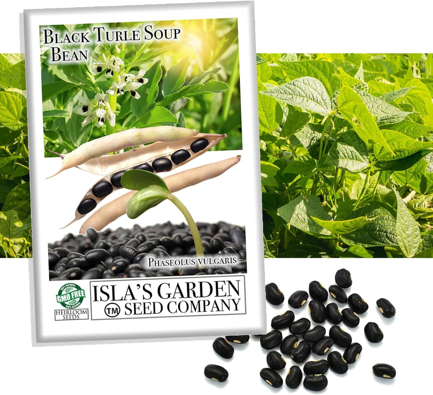Black Turtle Soup Bean Seeds (Phaseolus vulgaris) – 25+ Heirloom Non ...