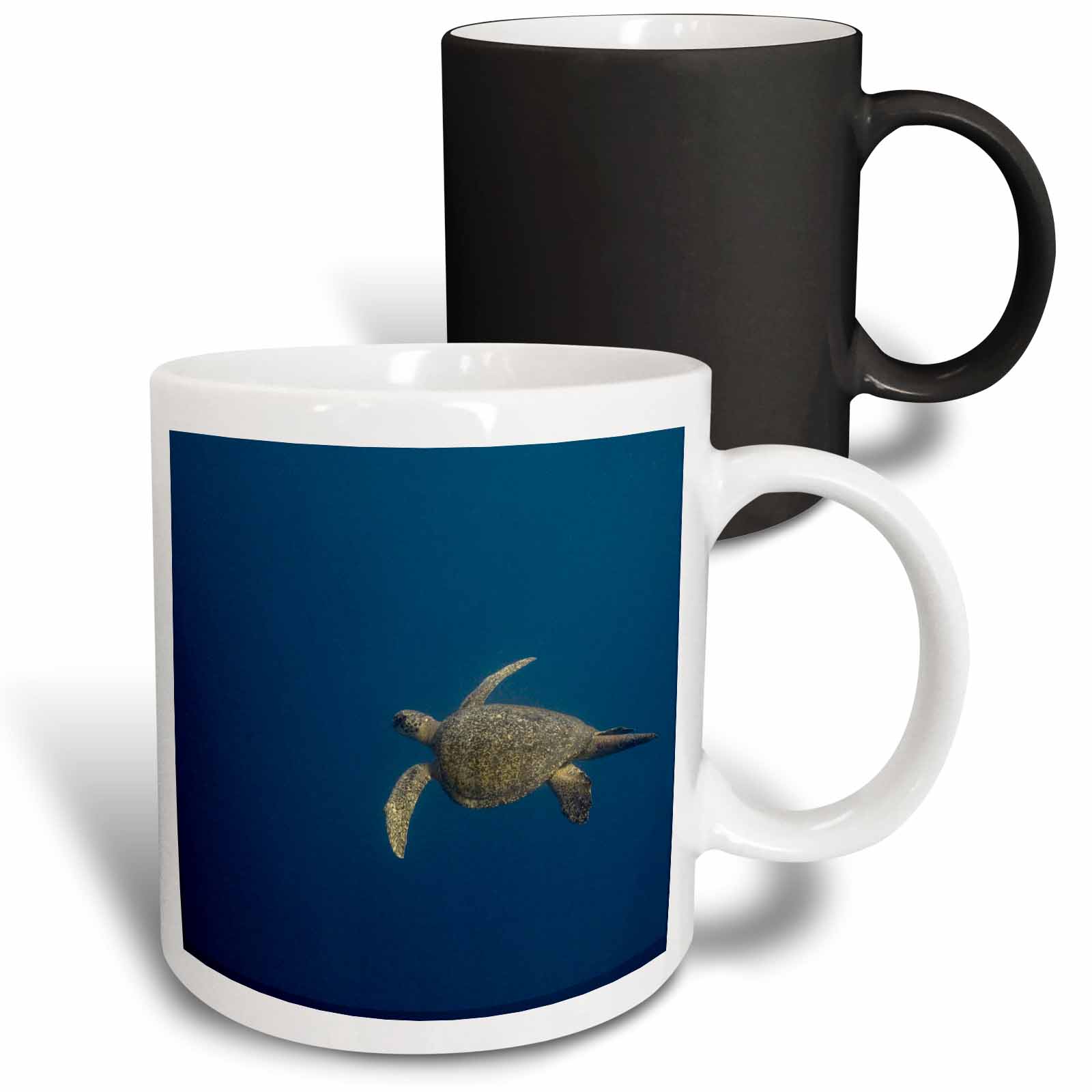 3drose, Black Turtle, Wolf Island, Galapagos, Ecuador - Sa07 Pox0787 ...