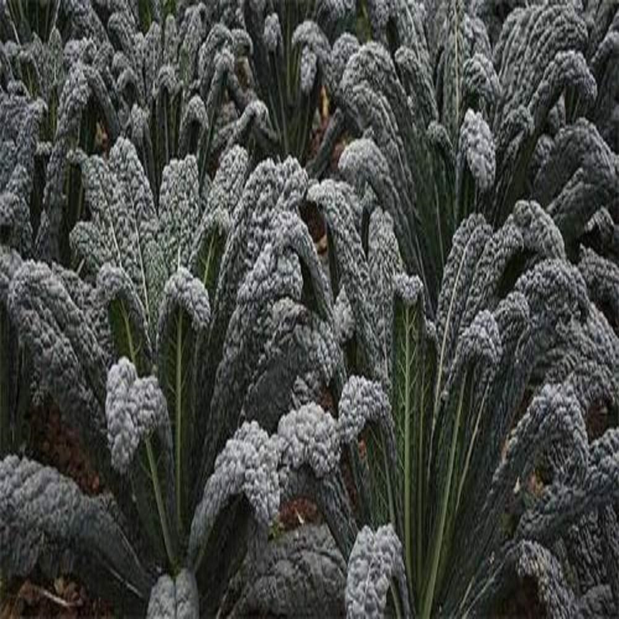 Black of Tuscany Kale, 200 Seeds,Non-GMO Garden Seeds by Country Creek ...