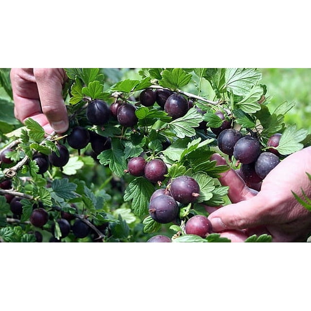 Black Velvet Gooseberry Bush - NO SHIP to NC, WV, NH - 2.5" Pot ...