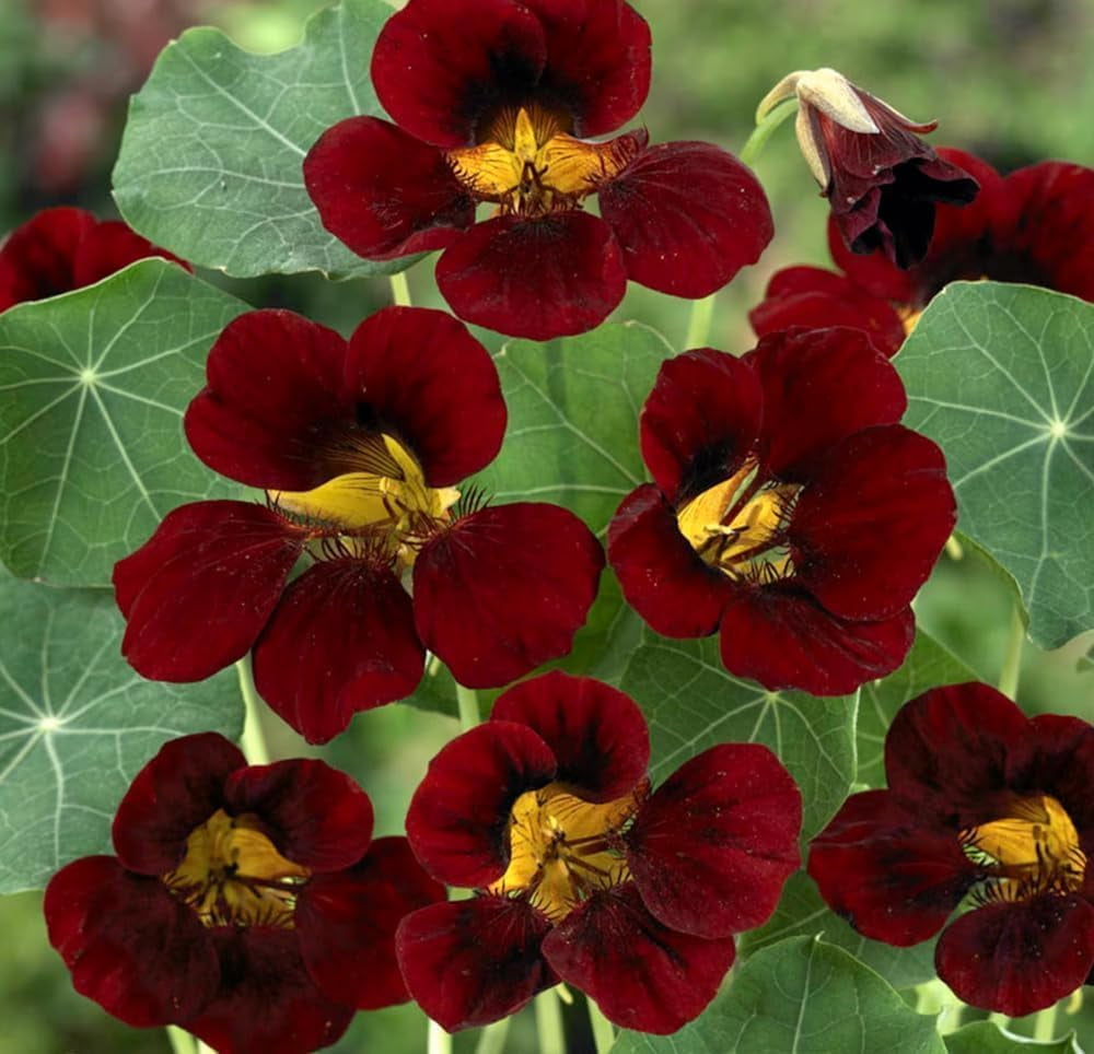 Black Velvet Nasturtium Flower Seeds Non-GMO Long Blooming Reseeding ...