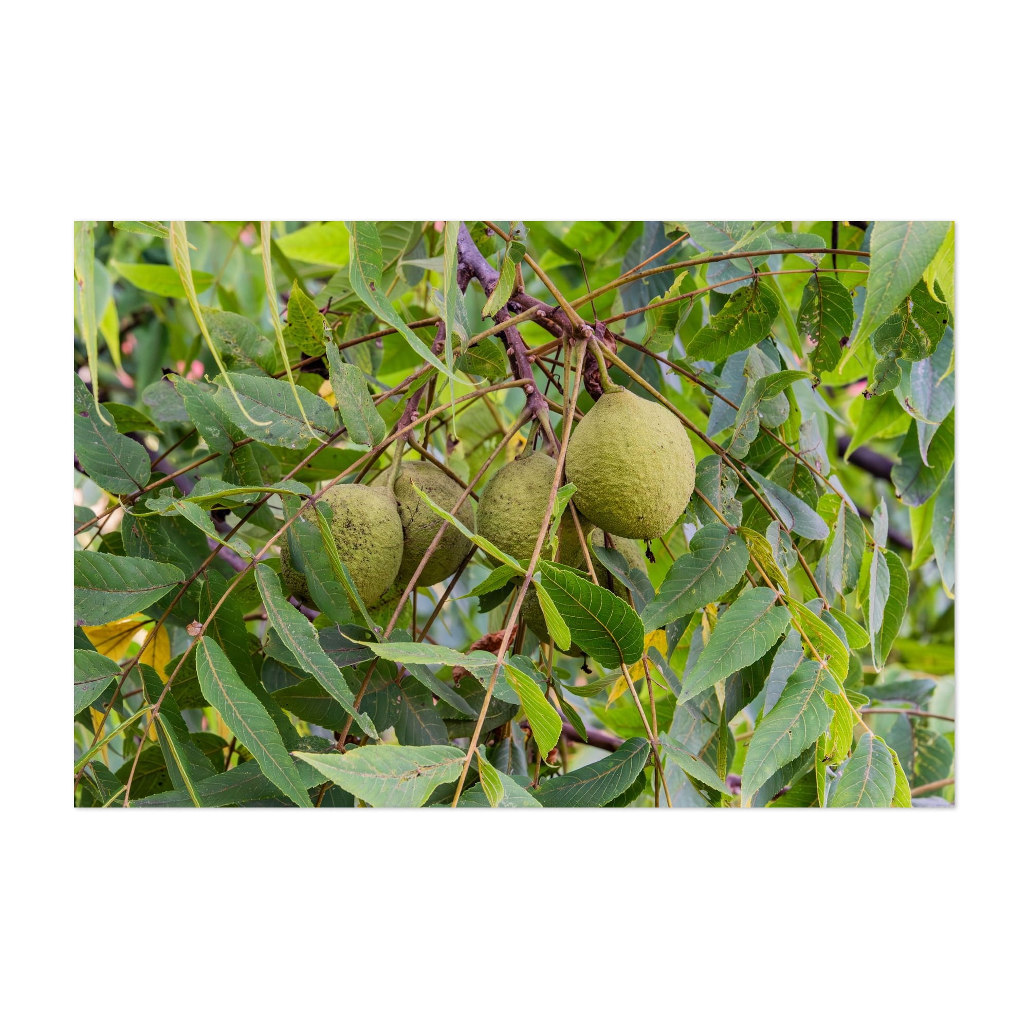Black Walnuts Along Marsh Creek - Gettysburg Pennsylvania Photography ...