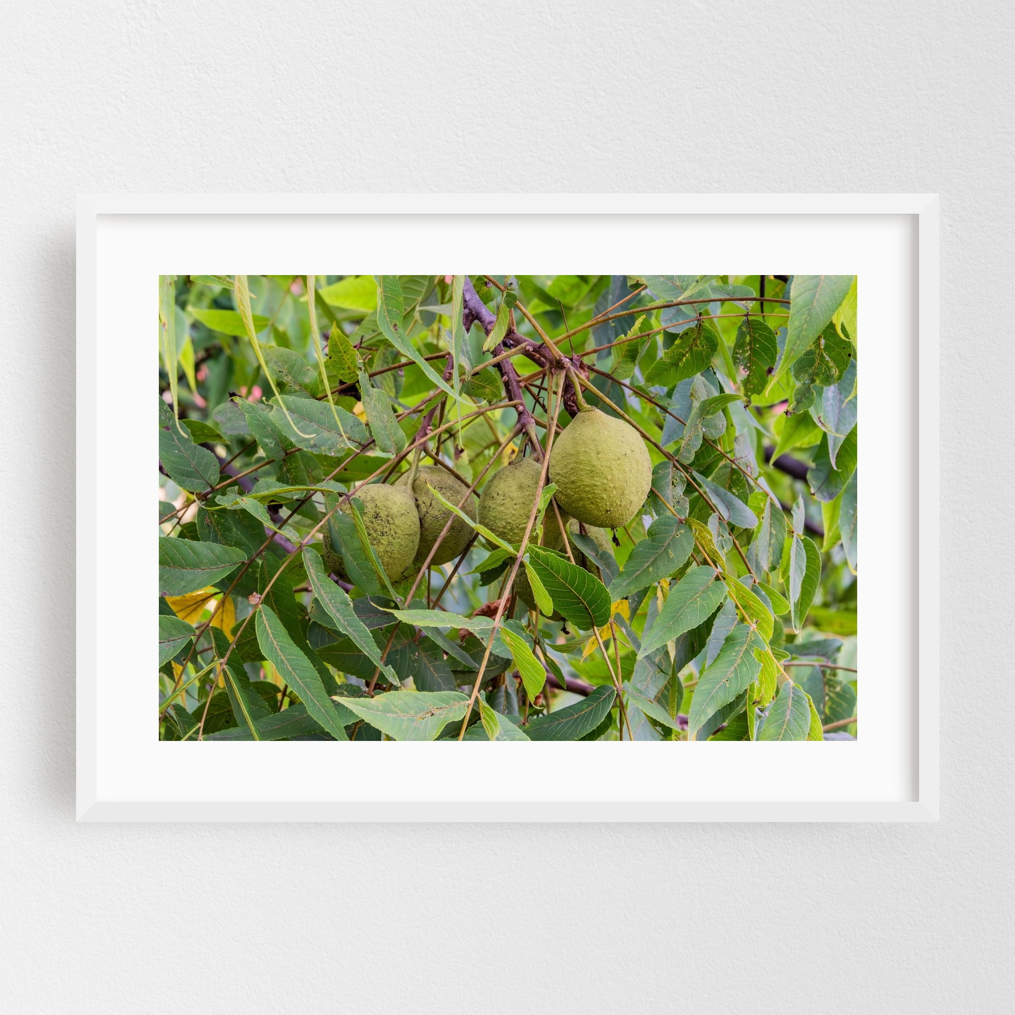 Black Walnuts Along Marsh Creek - Gettysburg Pennsylvania Photography ...