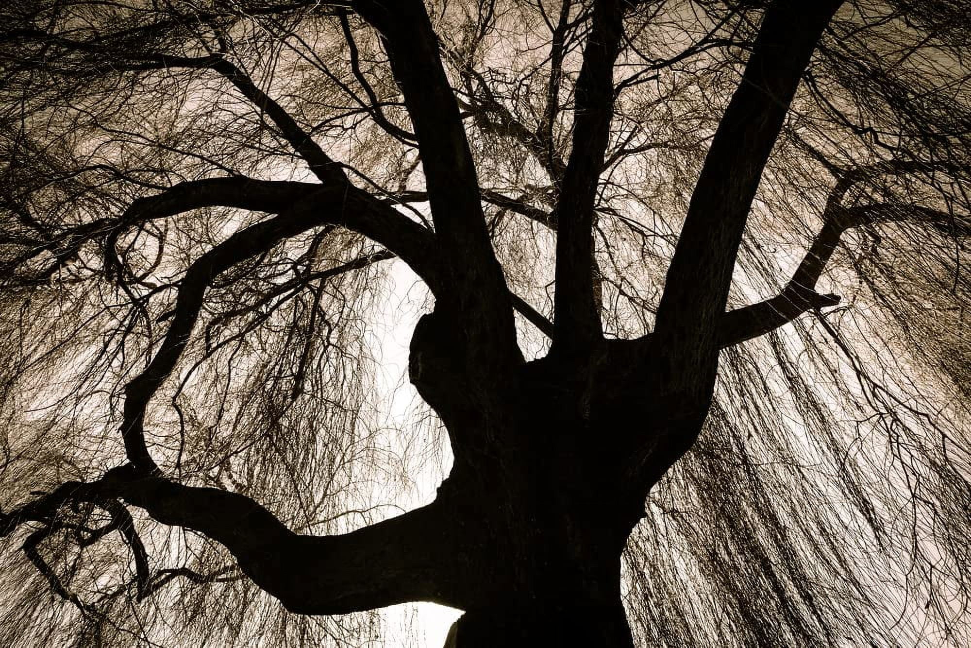 Black Weeping Willow Tree Cuttings for Planting - Rare Black Weeping ...