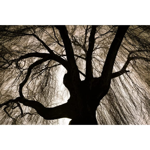 Weeping Willow Cherry Tree