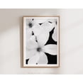 Black White Magnolia Flower Botanical Poster Unframed Paper Print ...