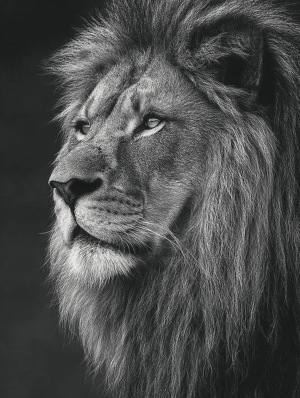 Black White Old Lion Canvas Wall Art, Majestic Animal King Portrait ...