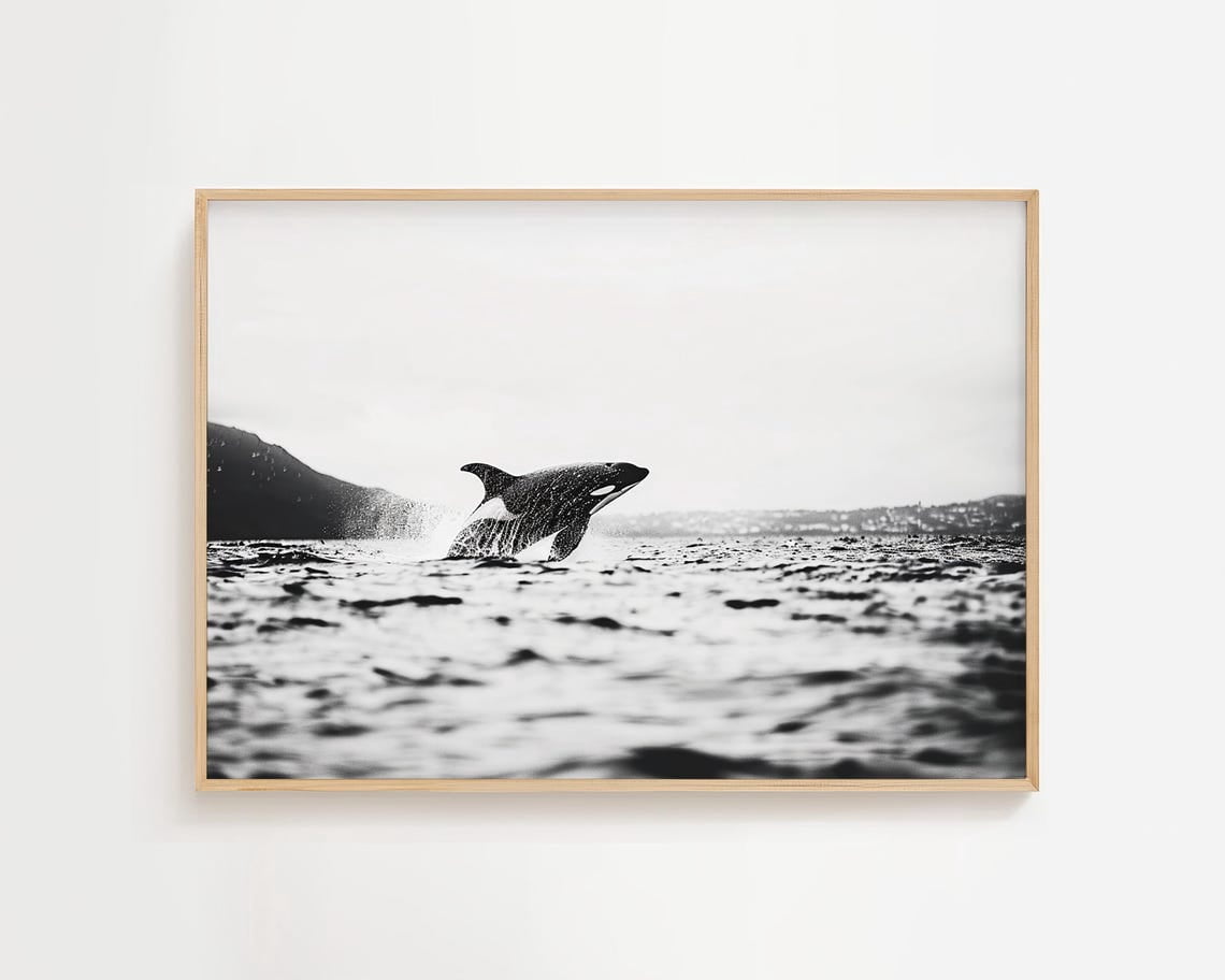 Black White Orca Sea Life Photography Ocean Mammal Lovers Monochrome ...