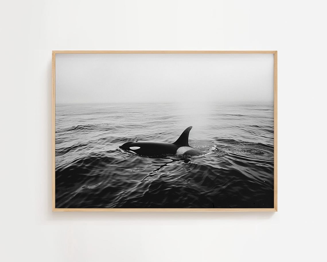 Black White Orca Swimming Marine Sea Life Ocean Mammal Monochrome For ...