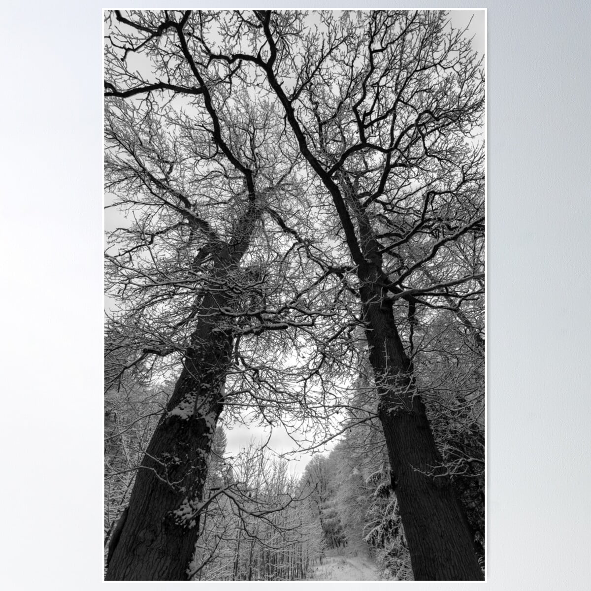 Black And White Plant Prints. Black And White Tree Art Posters For ...