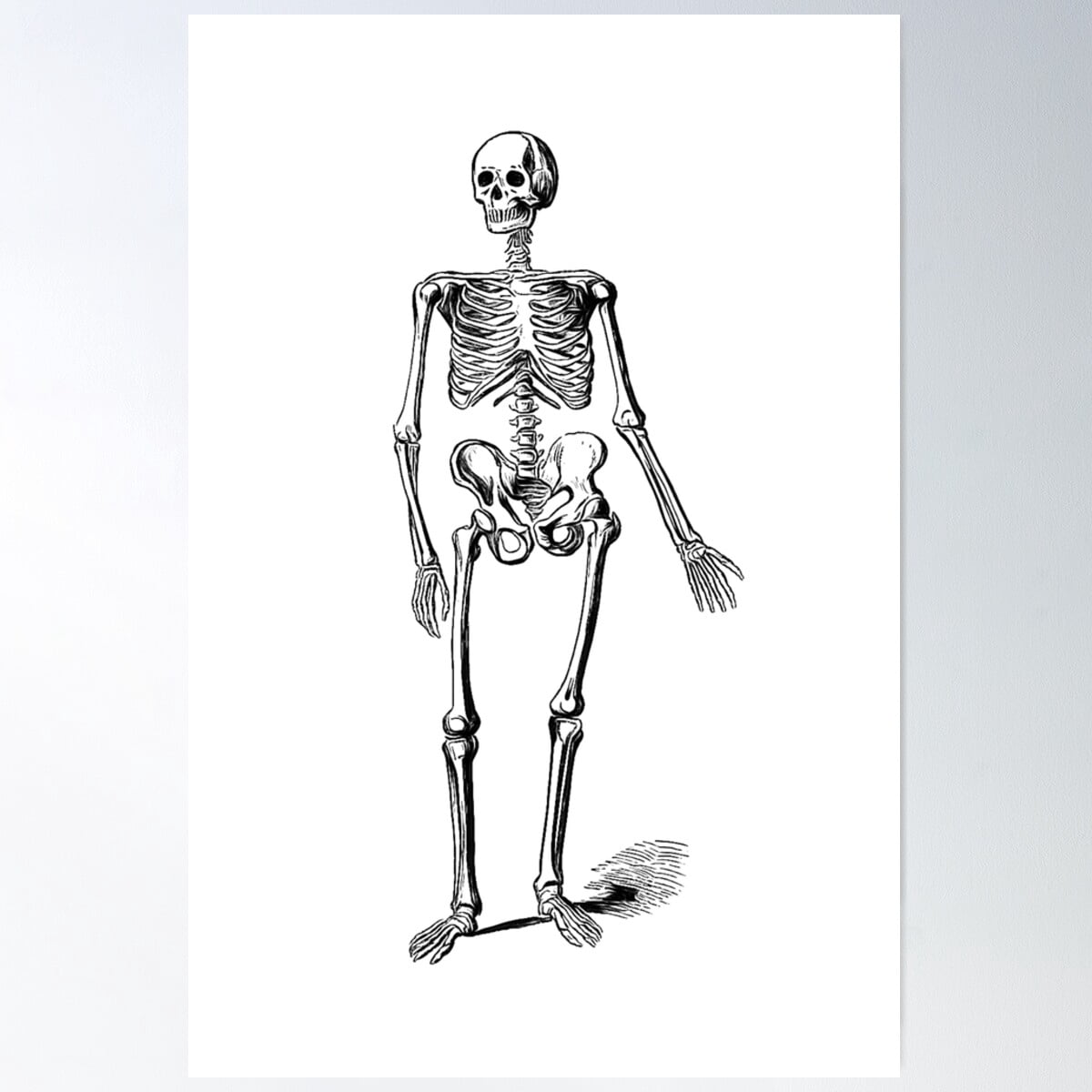 Black And White Skeleton: Edited Version Of J Murray'S Skeleton Of A ...