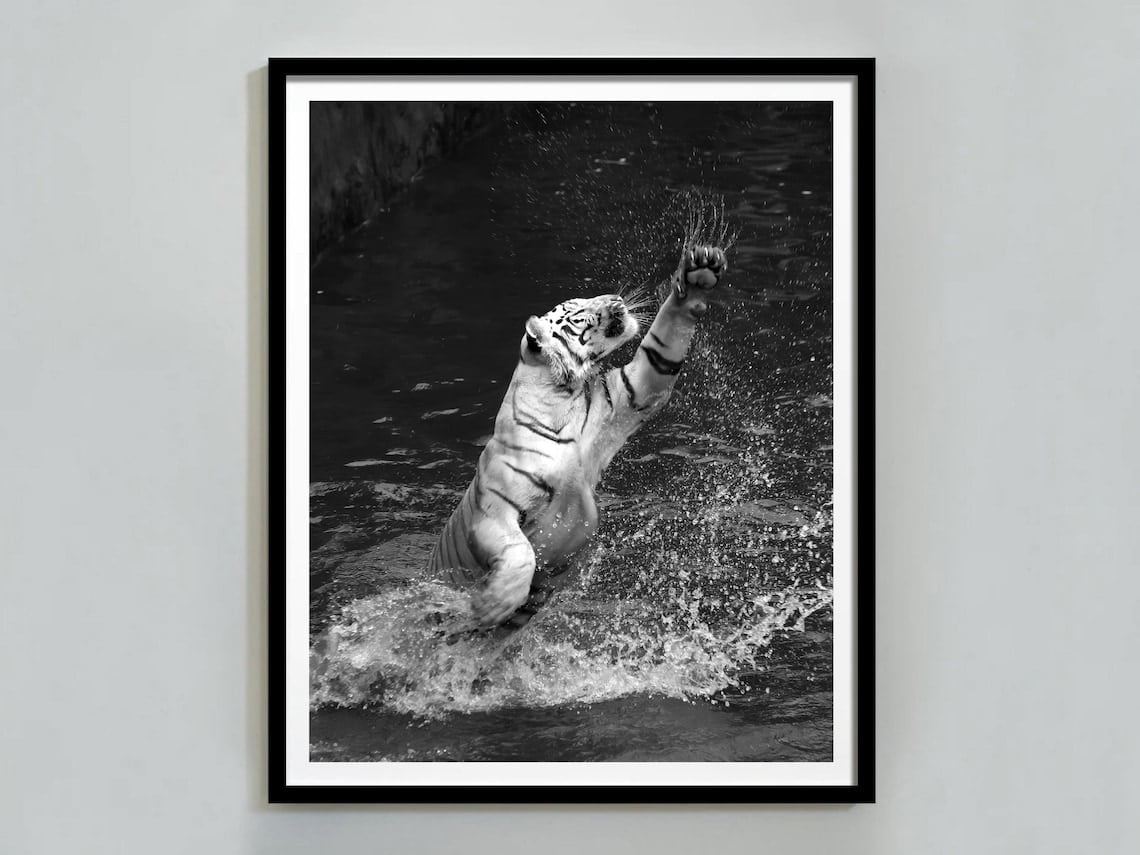 Black And White Tiger Swimming Print, Bold Wildlife Art Of A Tiger ...