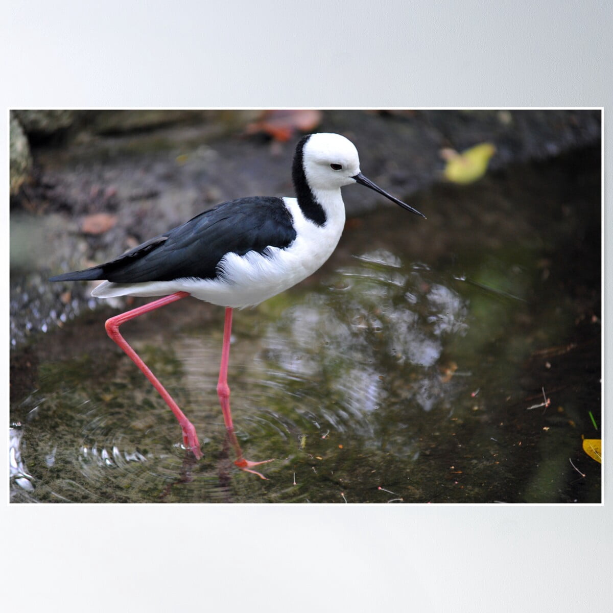 Black Winged Stilt. Queensland, Australia. Poster Wall Art, Modern Wall ...