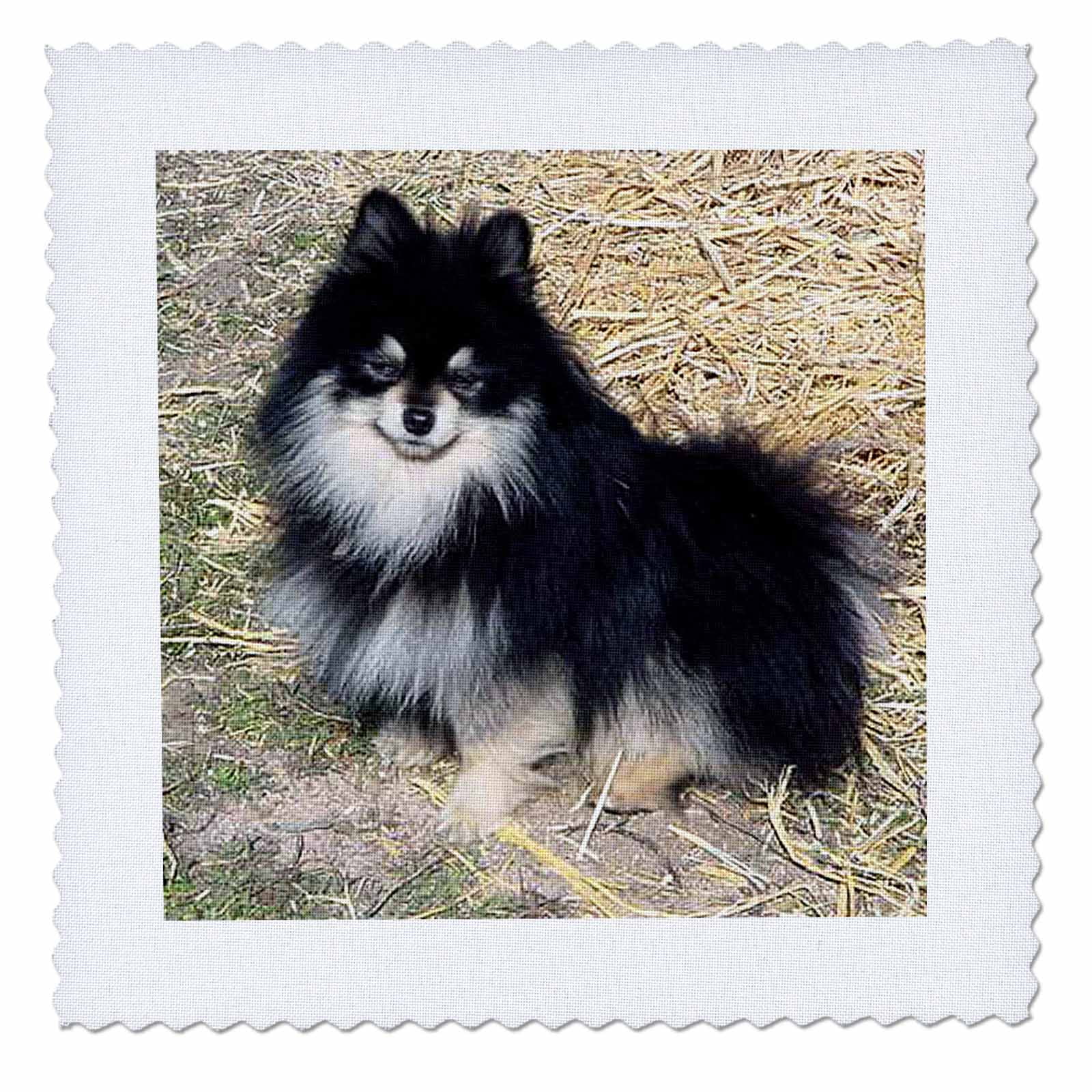 3dRose, Black and Tan Pomeranian, 10x10 inch quilt square - Walmart.com