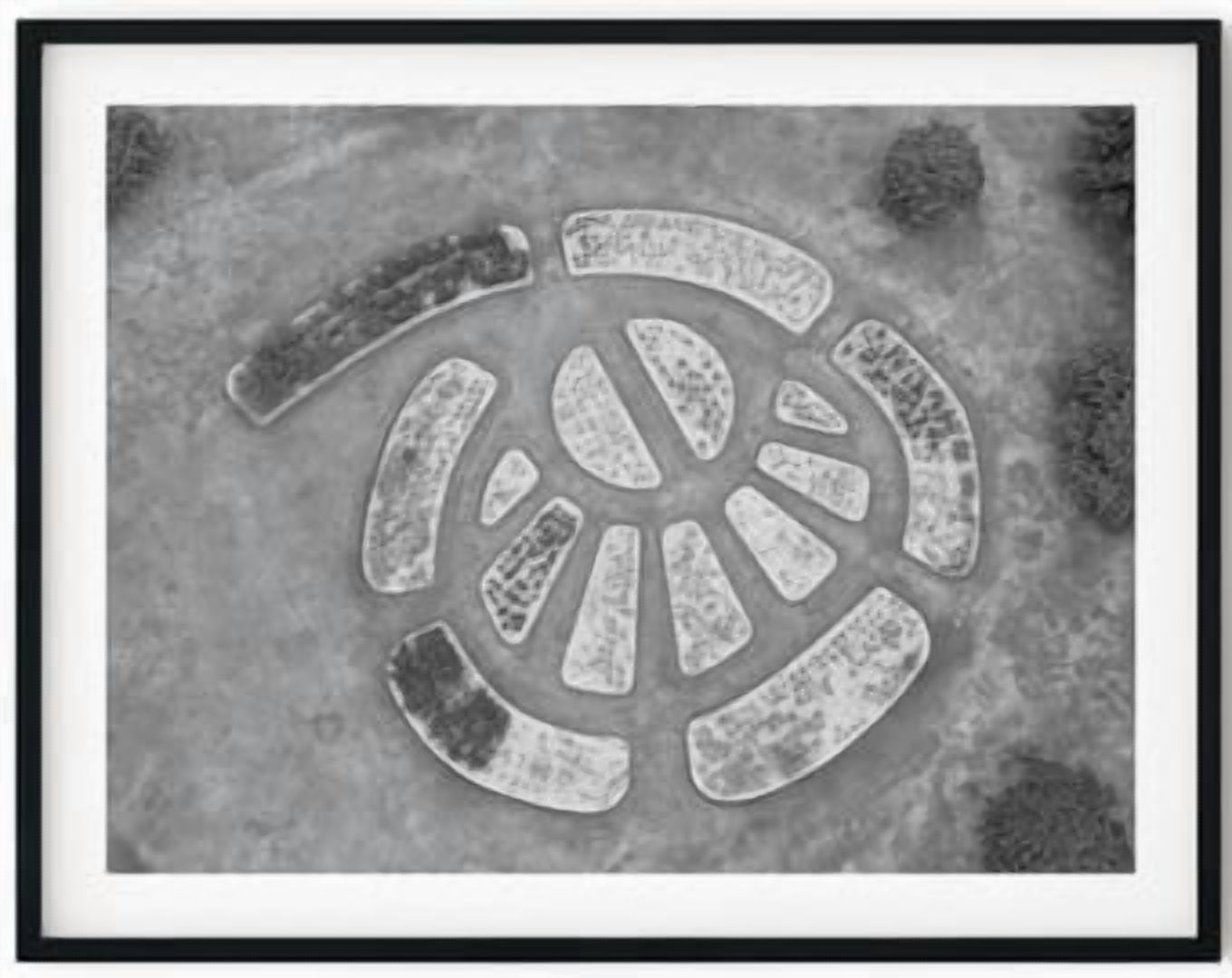 Black and White Garden Pattern Photography Wall Art Poster, Poster Home ...