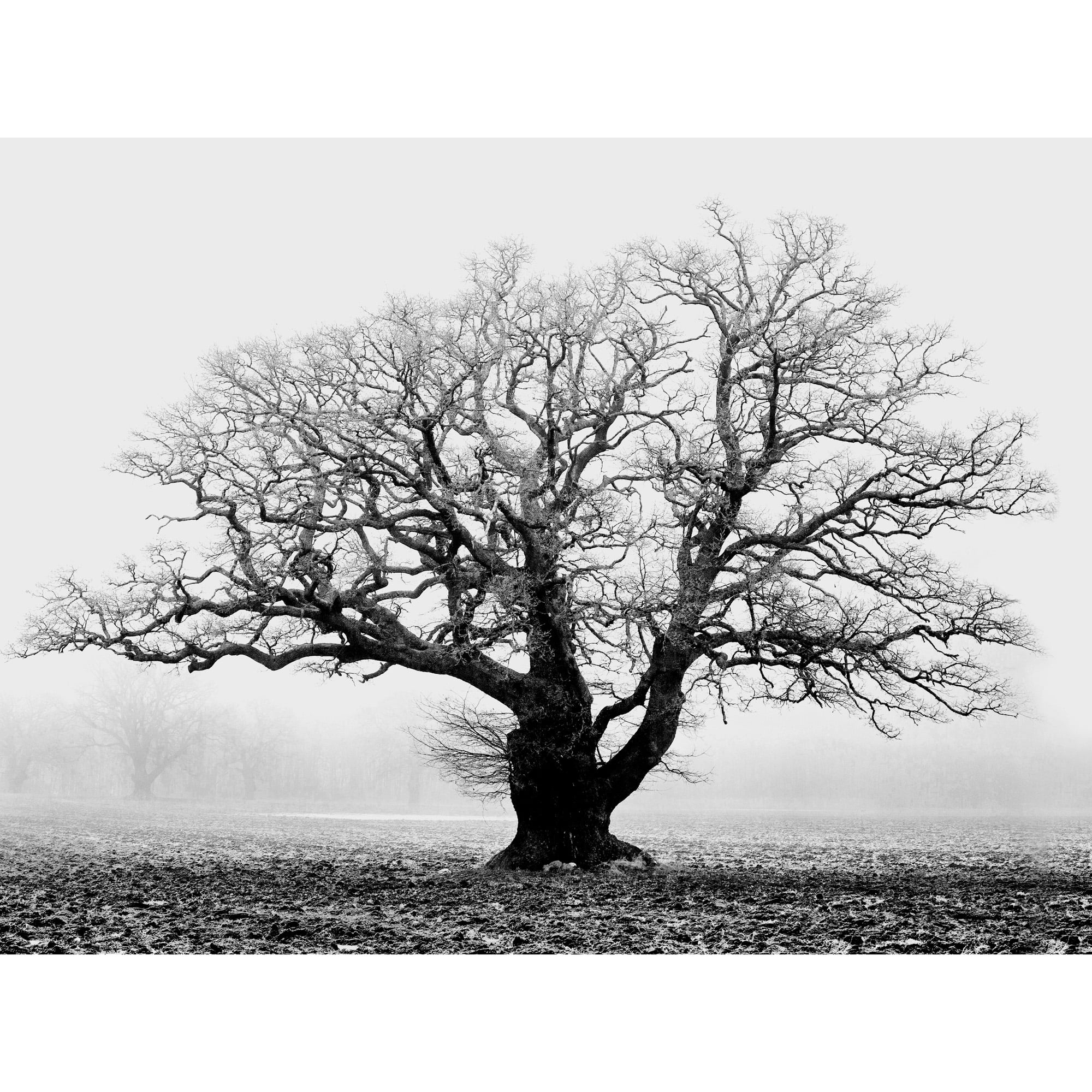 Black and White Nature Photograph of an Old Branchy Tree in a Misty ...