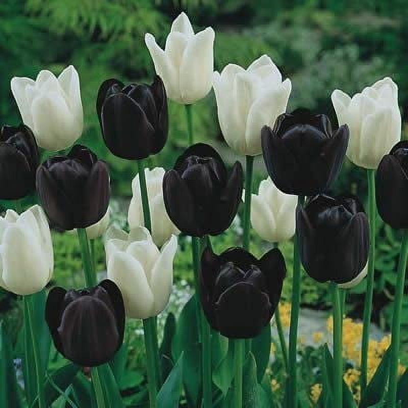 Black and White Tulip Bulbs for Planting - Get Equal Amounts of Each ...