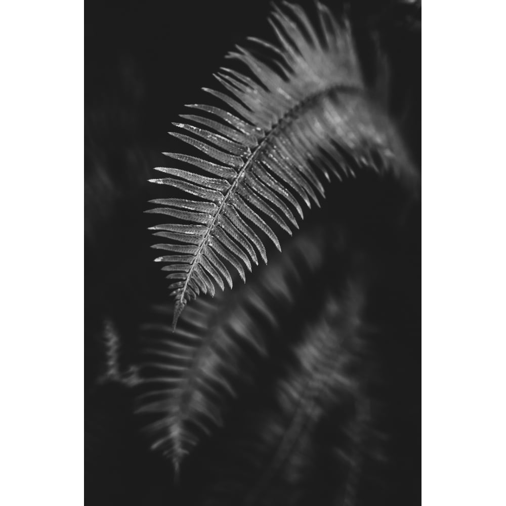 Black and white image of a fern leaf; Vancouver British Columbia Canada ...