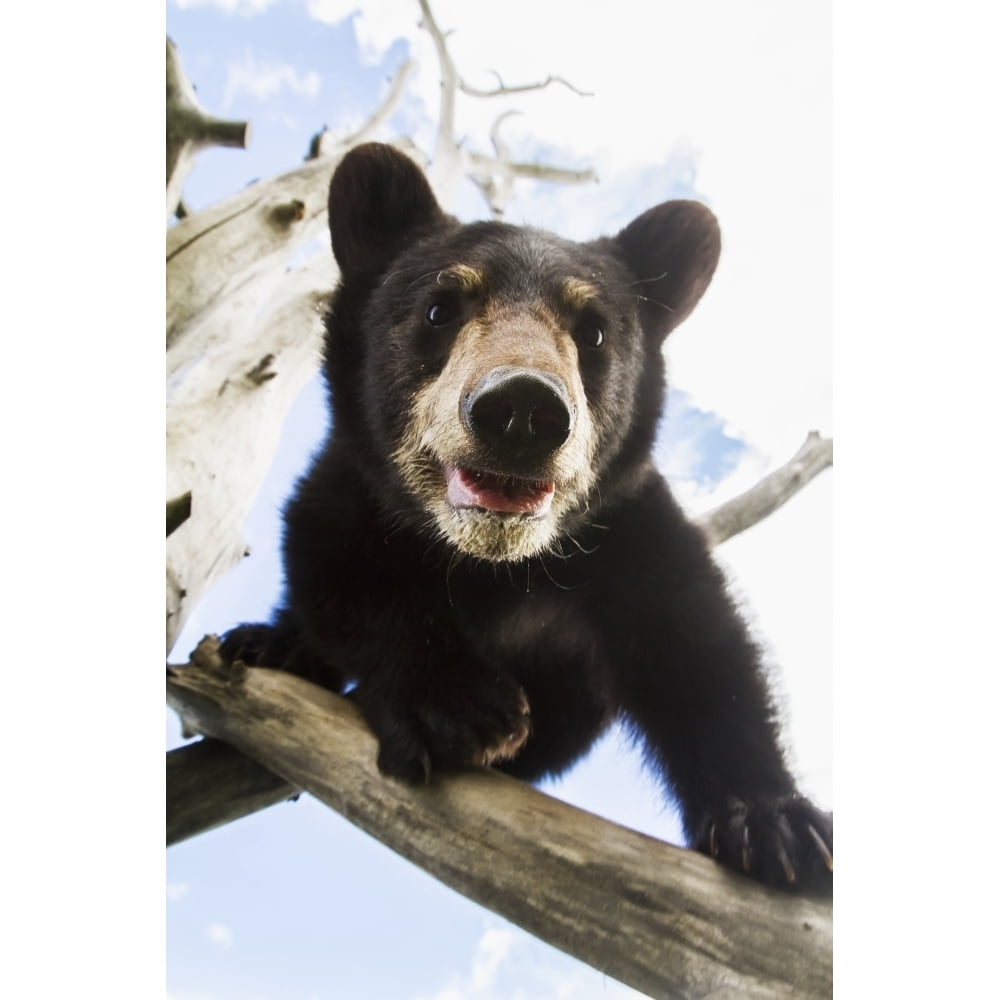 Black bear cub captive in Alaska Wildlife Conservation Center South ...