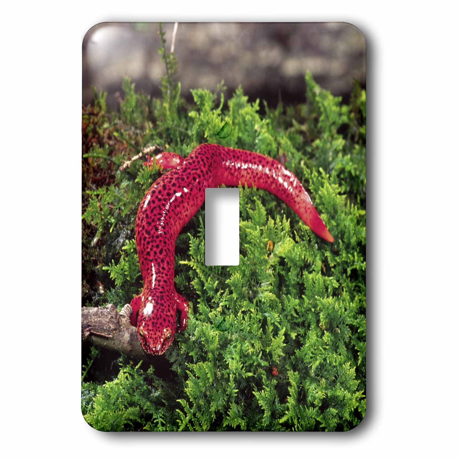 Black-chin Red Salamander lizard, Georgia - NA02 DNO0002 - David ...