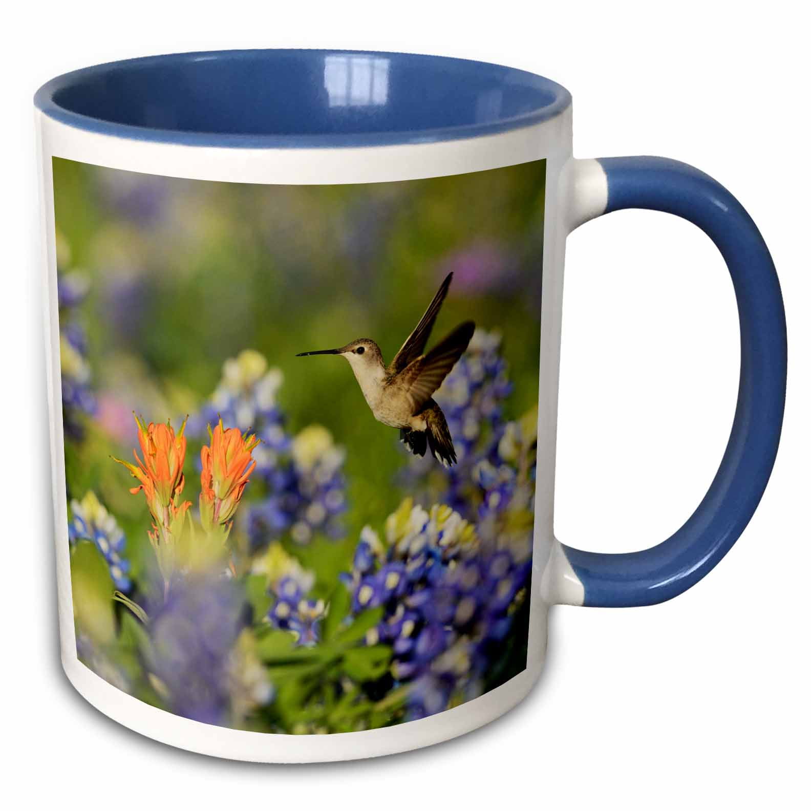 Black chinned Hummingbird flying over wildflowers, Hill Country, Texas ...