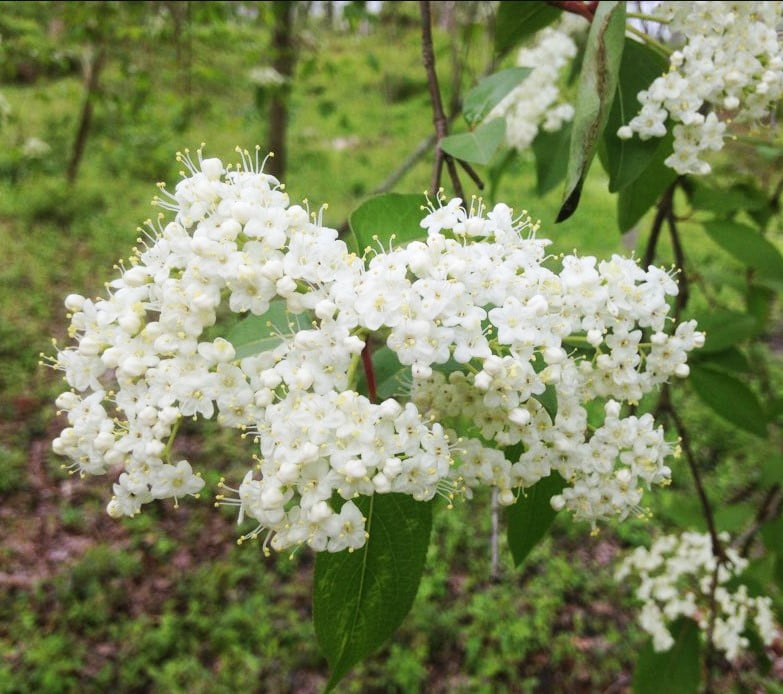 Black haw Viburnum Plant 6-12" tall in a 4" pot, Viburnum Prunifolium ...