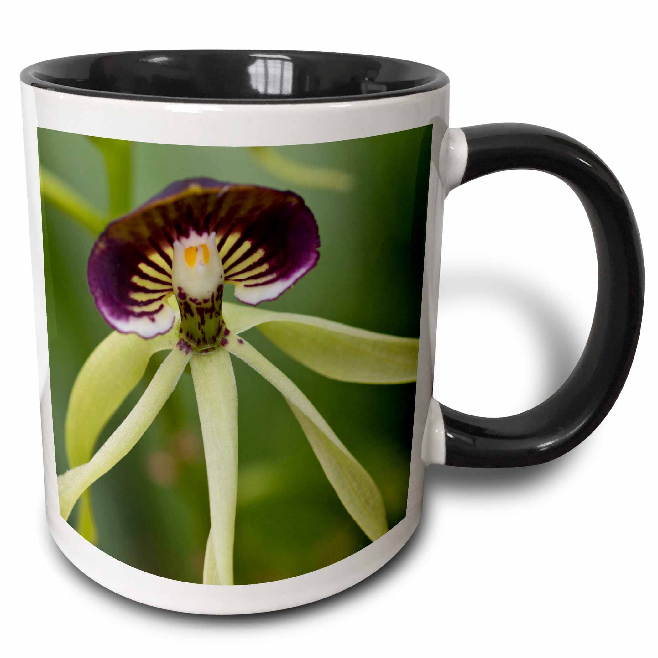 Black Orchid Belize National Flower | Best Flower Site