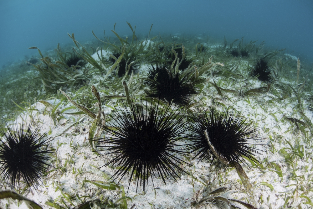 Black spiny urchins graze on algae on a seagrass meadow in Indonesia ...