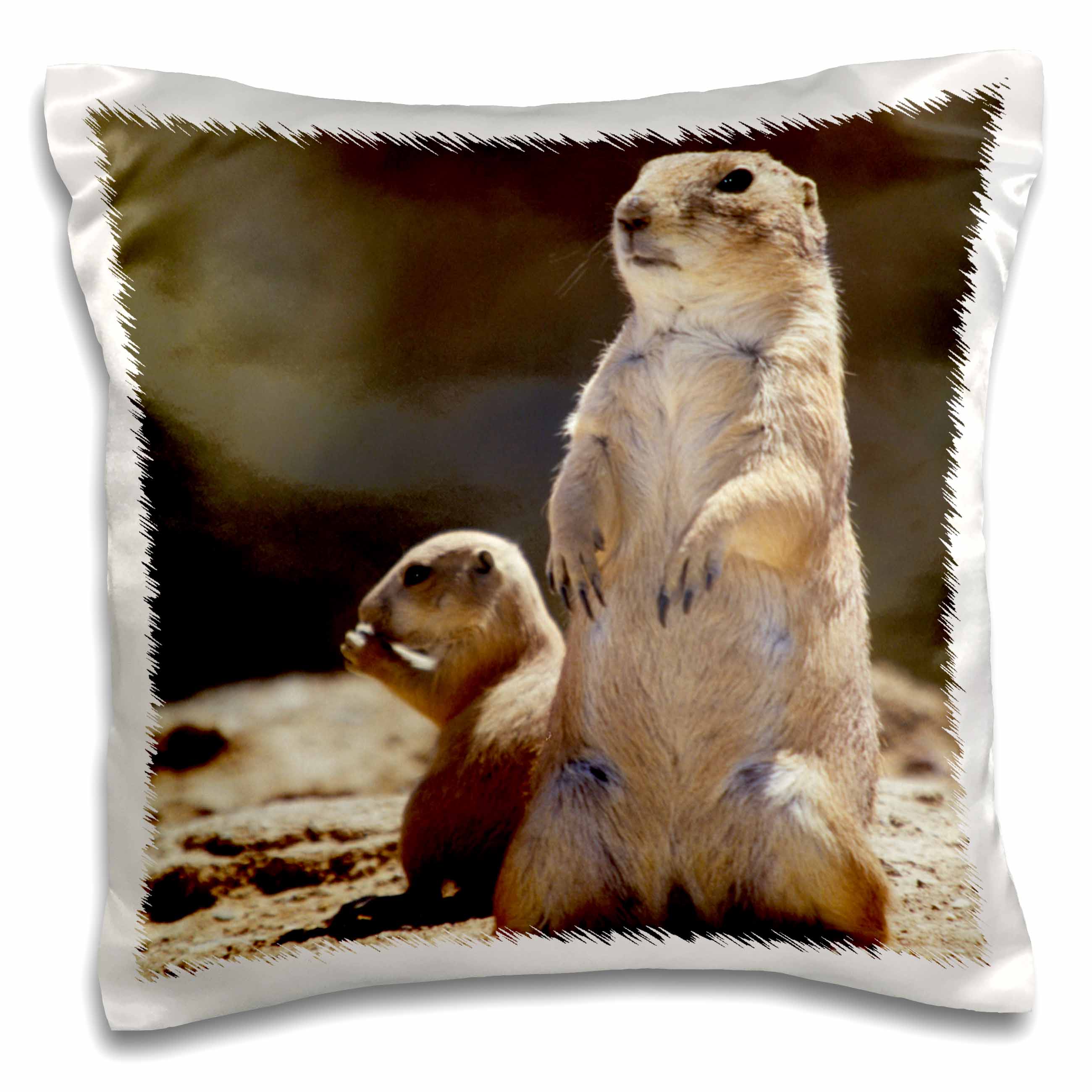 3dRose, Black-tailed Prairie dog wildlife, Arizona - US03 JME0034 ...