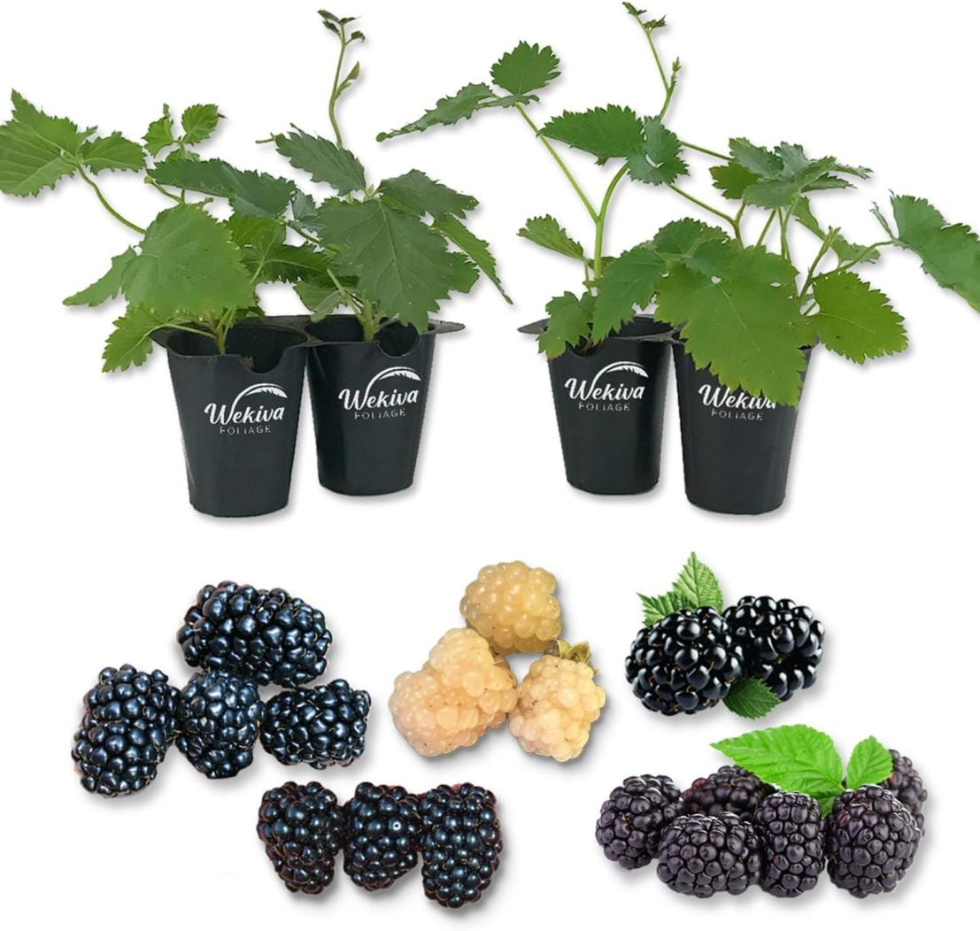BlackBerry Variety Pack - 4 Live Starter Plants - Rubus - Live Starter ...