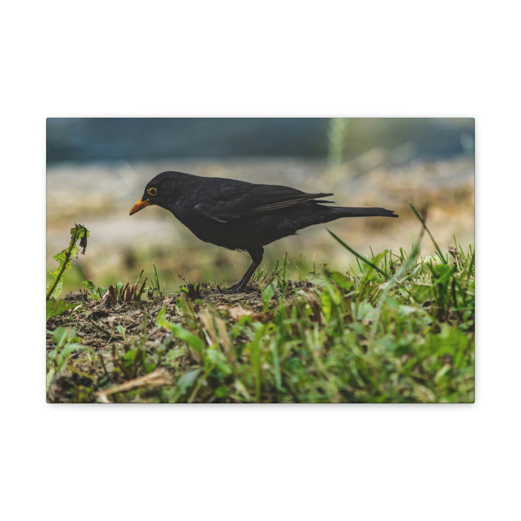 Blackbird Hunting Blackbird on Hunt Print Animal Wall Art Wildlife ...